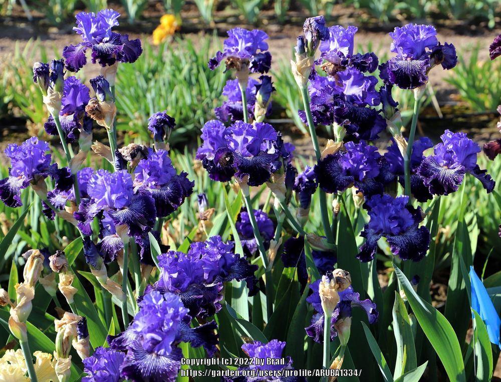 Tall Bearded Iris (Iris 'Cast a Tall Shadow') in the Irises Database ...