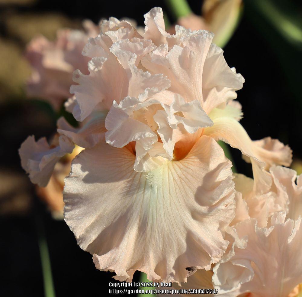 Tall Bearded Iris (Iris 'Politely Pink') in the Irises Database ...