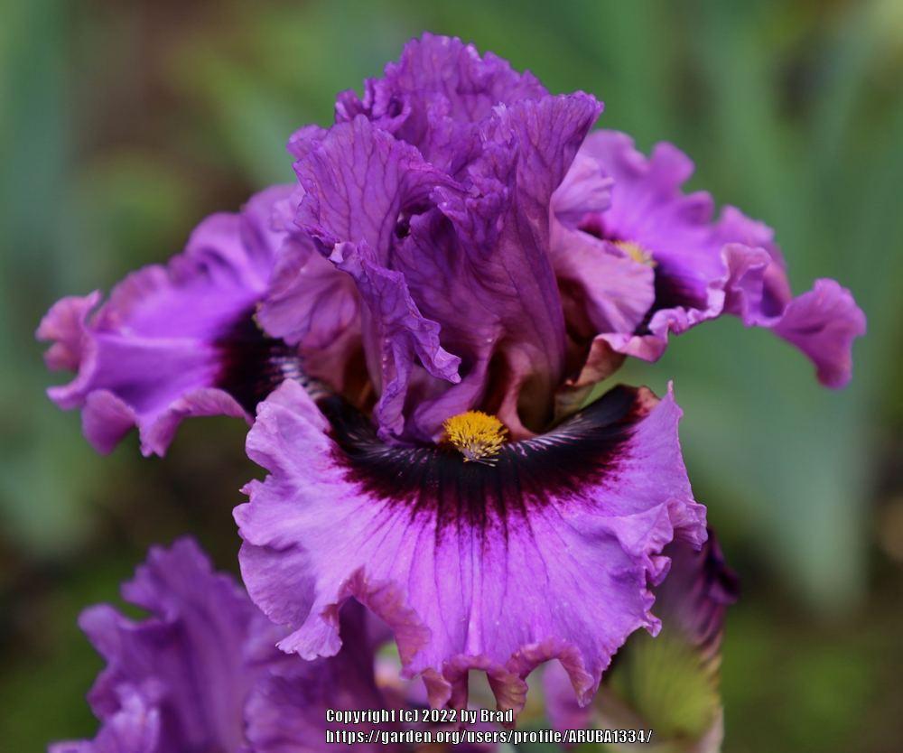 Photo of the bloom of Tall Bearded Iris (Iris 'Shocking Secret') posted ...