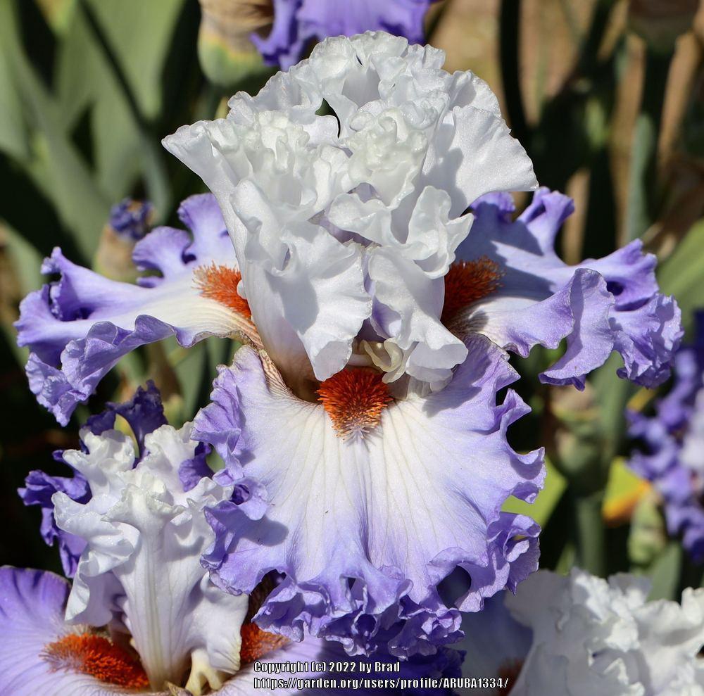 Photo of the bloom of Tall Bearded Iris (Iris 'Casting Call') posted by ARUBA1334 - Garden.org