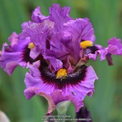 Tall Bearded Iris (Iris 'Shocking Secret') in the Irises Database ...