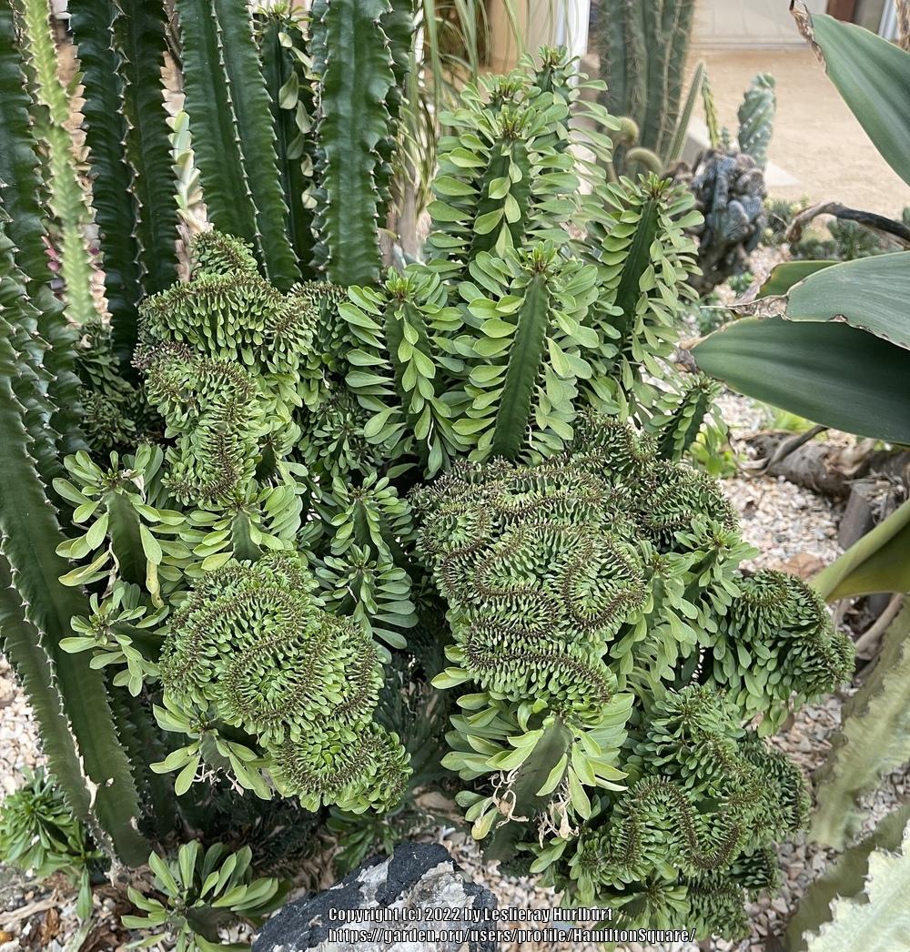African Milk Tree (Euphorbia trigona) in the Euphorbias Database ...