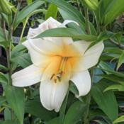 Lily (Lilium 'High Tea') in the Lilies Database - Garden.org