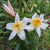 Lily (Lilium 'High Tea') in the Lilies Database - Garden.org
