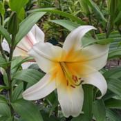 Lily (Lilium 'High Tea') in the Lilies Database - Garden.org