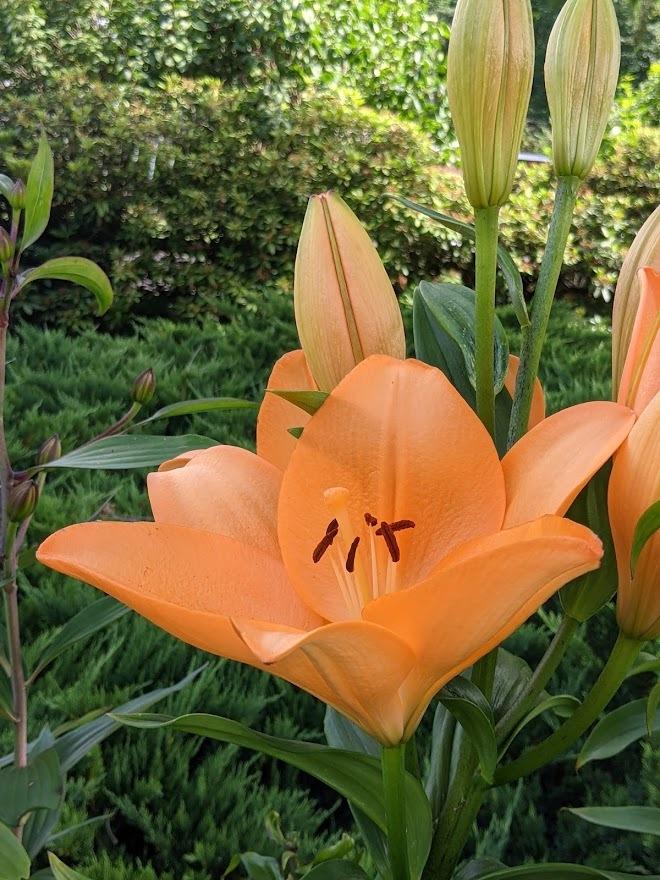 Photo of the bloom of Lily (Lilium 'Menton [Div VIII]') posted by Joy ...