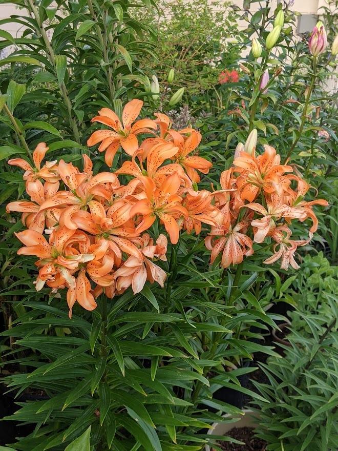 Photo of the entire plant of Lily (Lilium 'Must See') posted by Joy ...