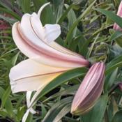 Lily (Lilium 'High Tea') in the Lilies Database - Garden.org