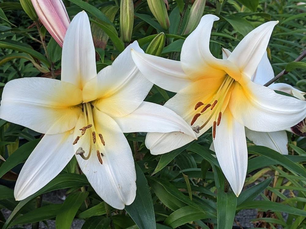 Photo of the bloom of Lily (Lilium 'High Tea') posted by Joy - Garden.org