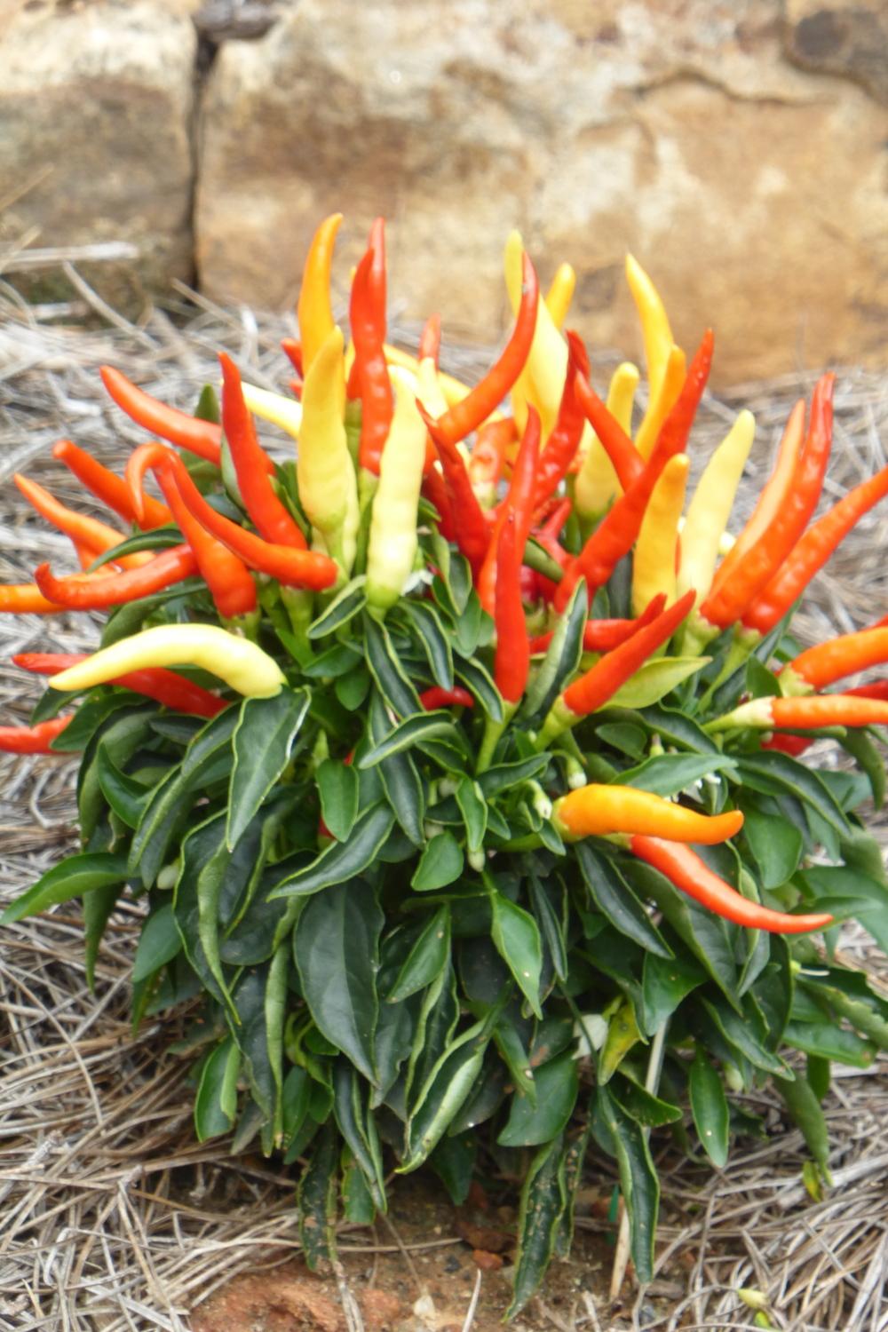 Photo of the entire plant of Ornamental Pepper (Capsicum annuum 'Medusa ...