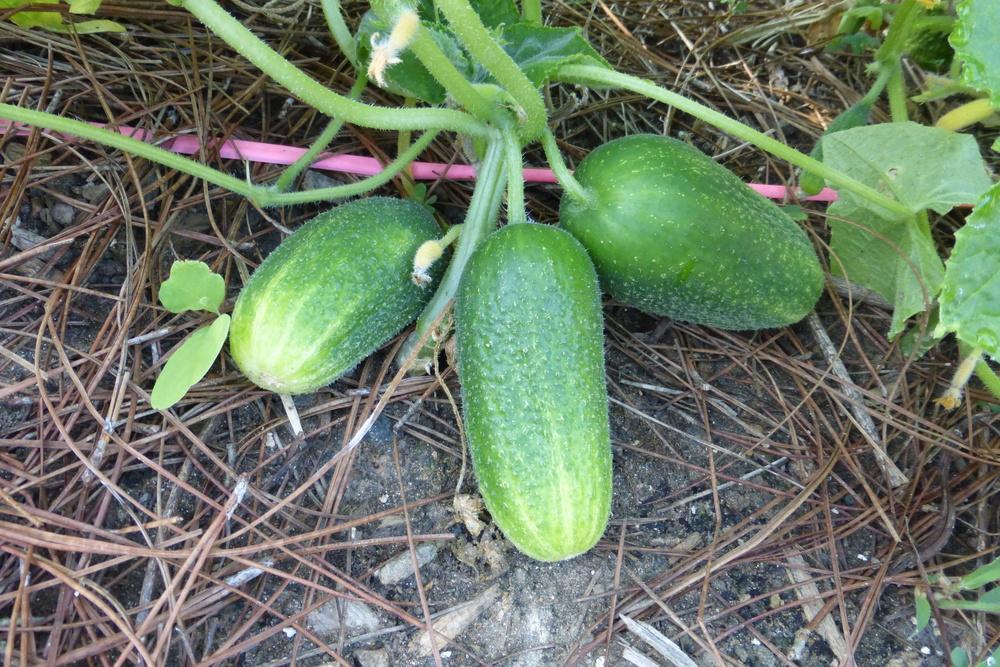 Cucumber (Cucumis sativus 'Corentine') in the Cucumbers Database ...