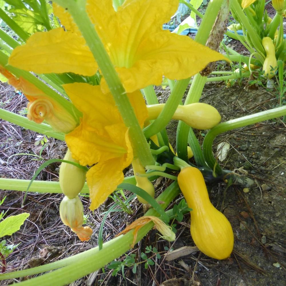 Summer Squash (Cucurbita pepo 'Dixie') in the Gourds, Squashes and ...