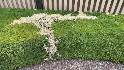 Dead Hedges in the Ask a Question forum - Garden.org