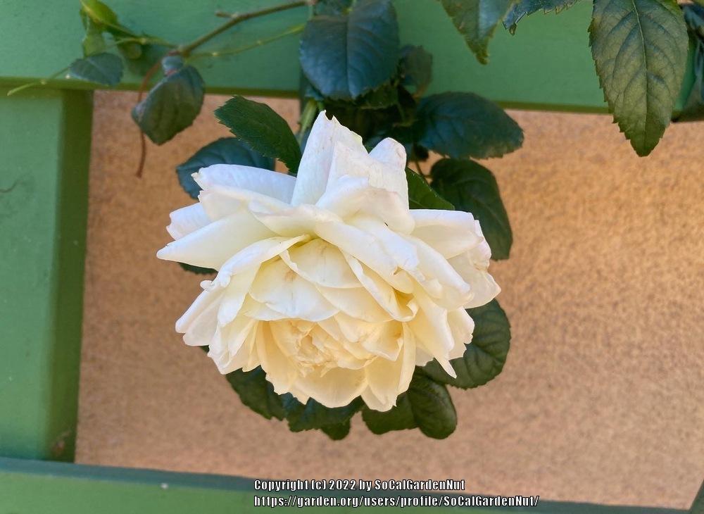 Photo of the bloom of Rose (Rosa 'Joyce Barden') posted by ...