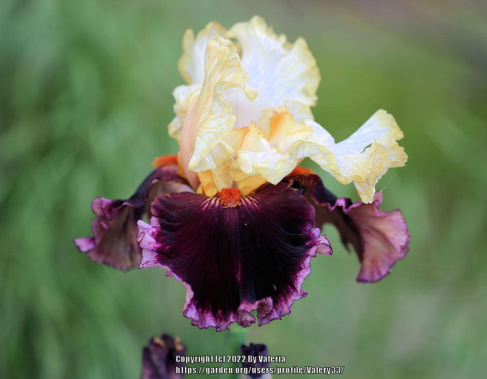 Photo of the bloom of Tall Bearded Iris (Iris 'Raspberry Swirl') posted ...
