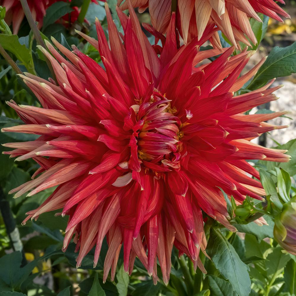 Photo of the bloom of Dahlia 'Island Flare' posted by arctangent ...
