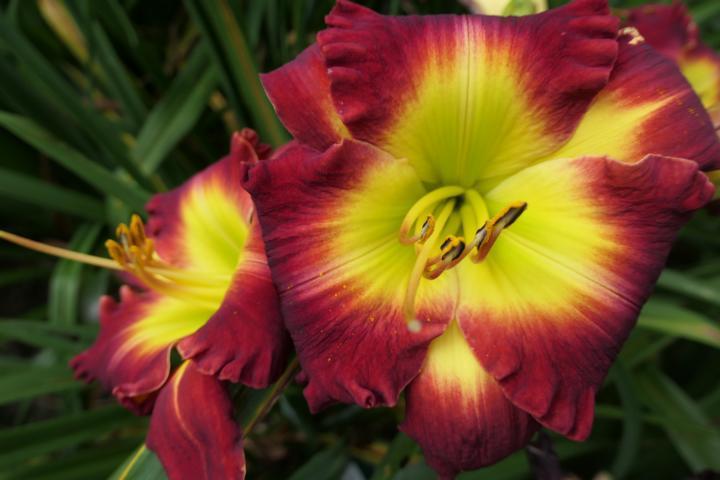 Daylily (Hemerocallis 'Chinese Chariot') in the Daylilies Database ...