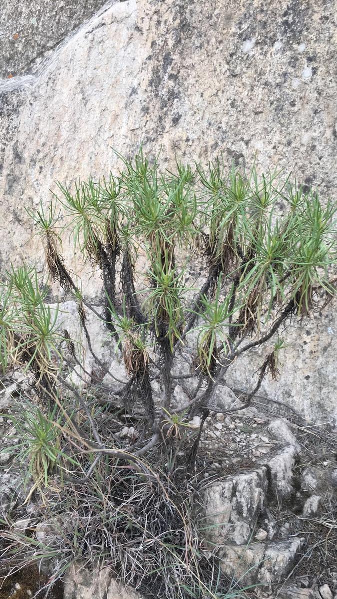 Jabur (Euryops arabicus) - Garden.org