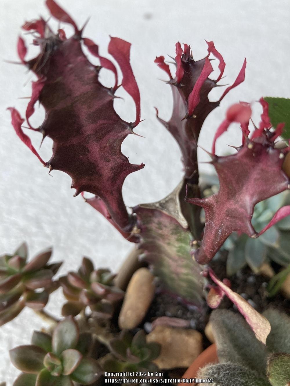 Photo of the entire plant of African Milk Tree (Euphorbia trigona ...