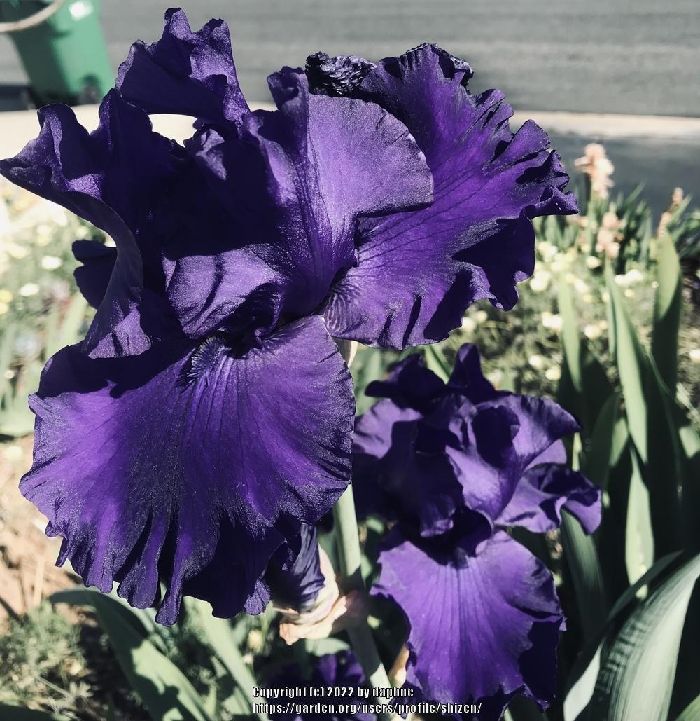 Navy blue iris, true blue iris? in the Irises forum - Garden.org