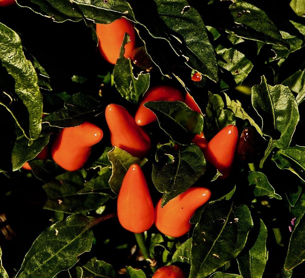 Ornamental Pepper (Capsicum annuum 'Salsa Dark Orange') in the Peppers ...