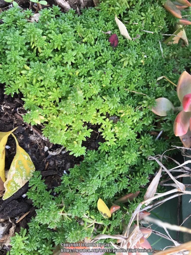 Photo of the entire plant of Japanese Stonecrop (Sedum japonicum ...