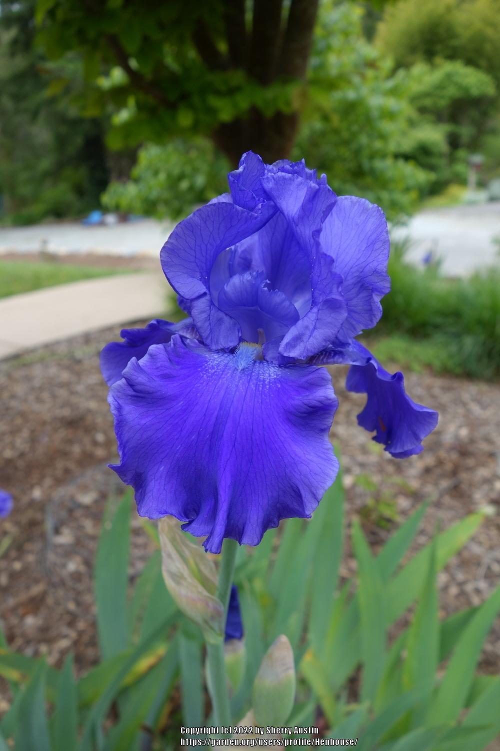 Navy blue iris, true blue iris? in the Irises forum - Garden.org