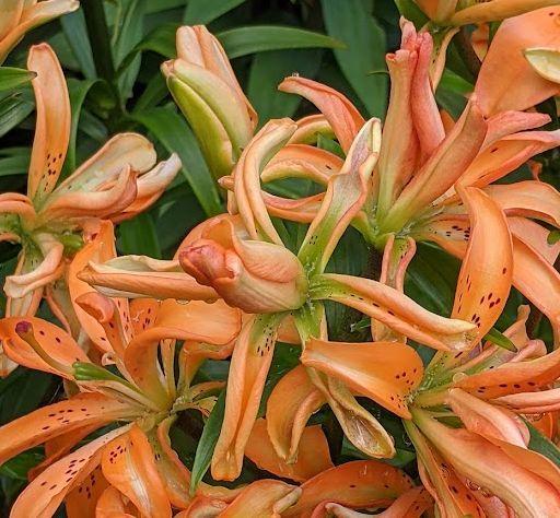 Photo of the bloom of Lily (Lilium 'Must See') posted by Joy - Garden.org