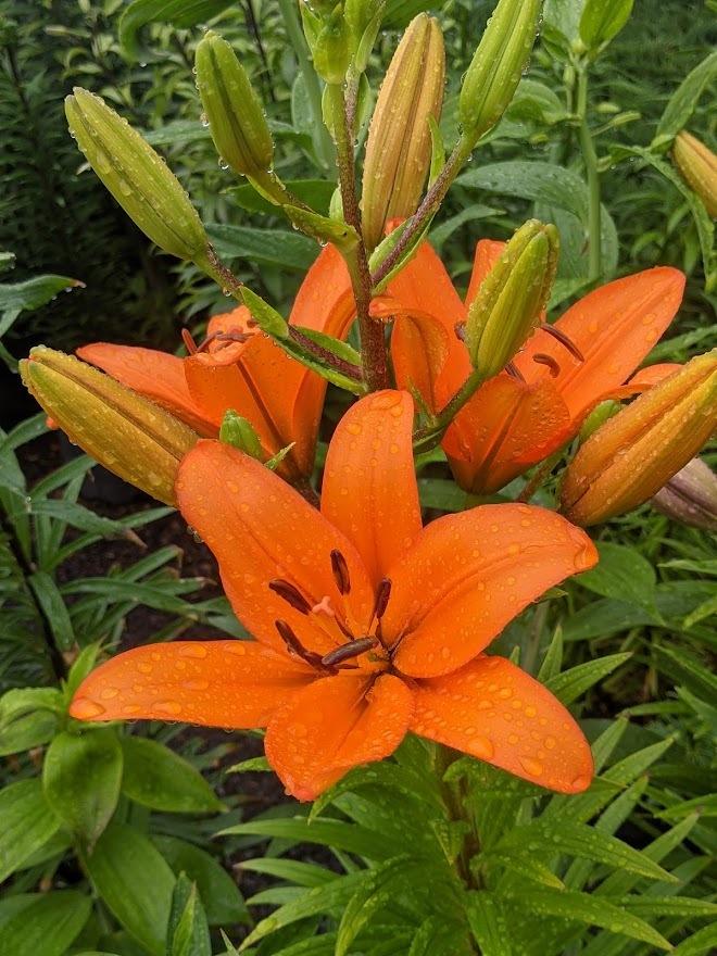 Photo of the bloom of Lily (Lilium 'Brunello') posted by Joy - Garden.org