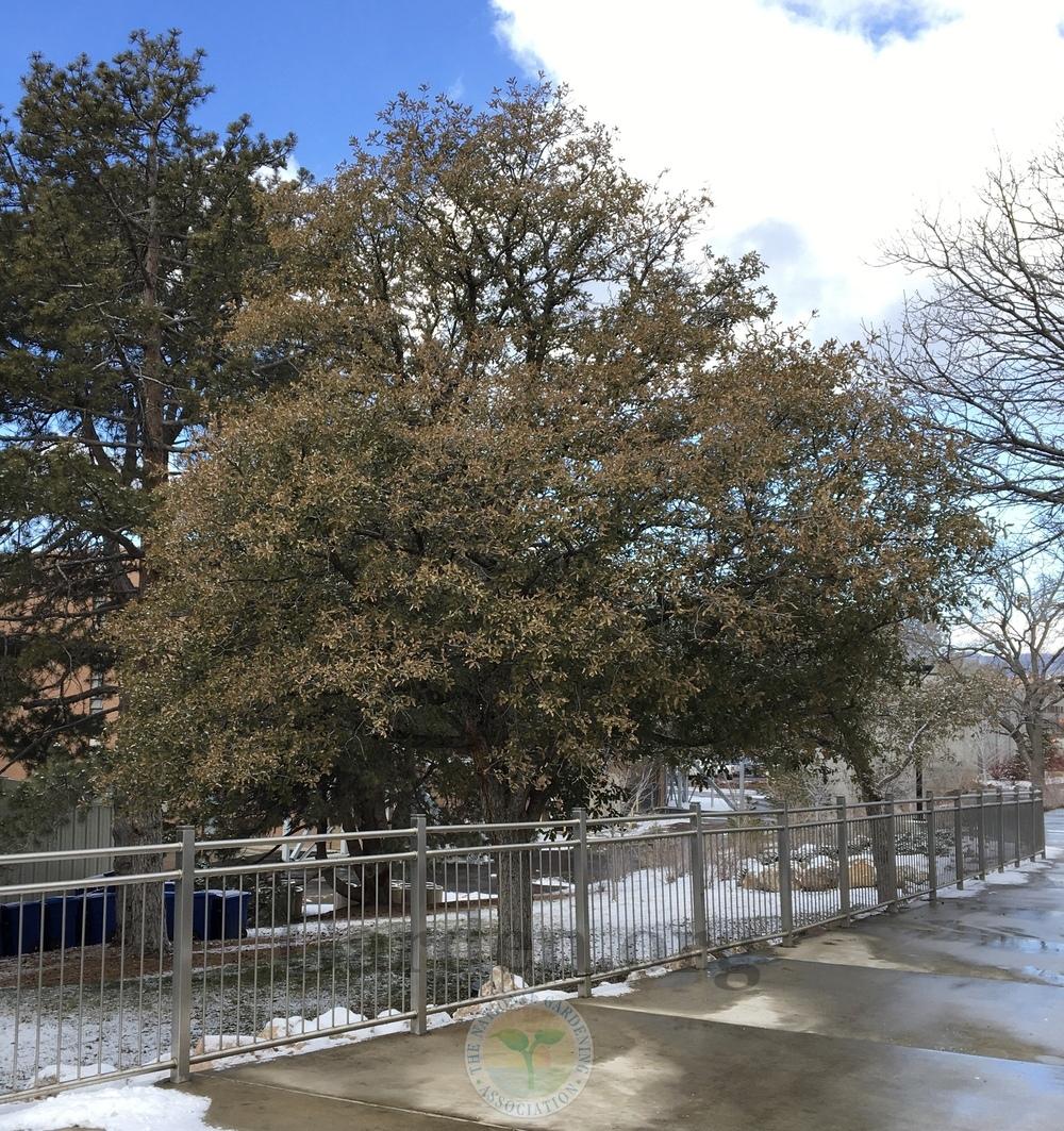 Wavyleaf Oak (Quercus x undulata) - Garden.org