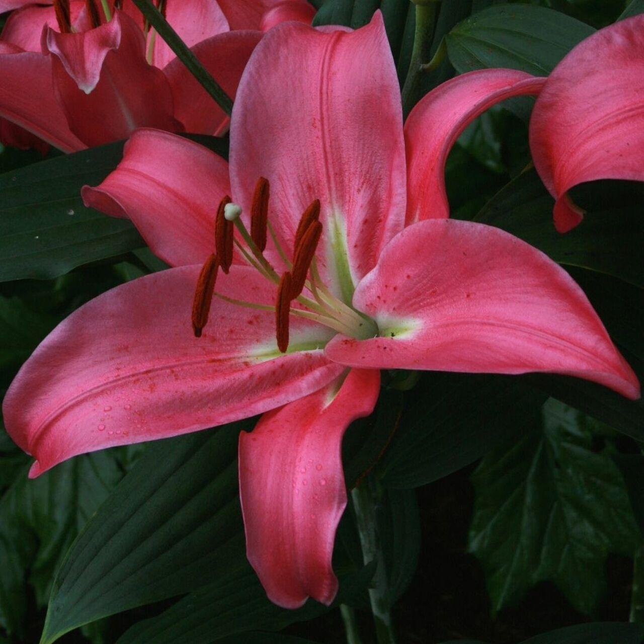 Lily (Lilium 'Meridon') in the Lilies Database - Garden.org