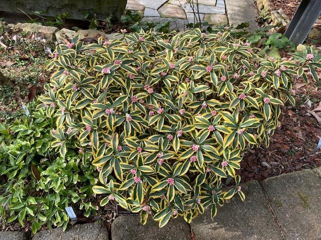 Photo of the entire plant of Winter Daphne (Daphne odora 'Mae-jima ...