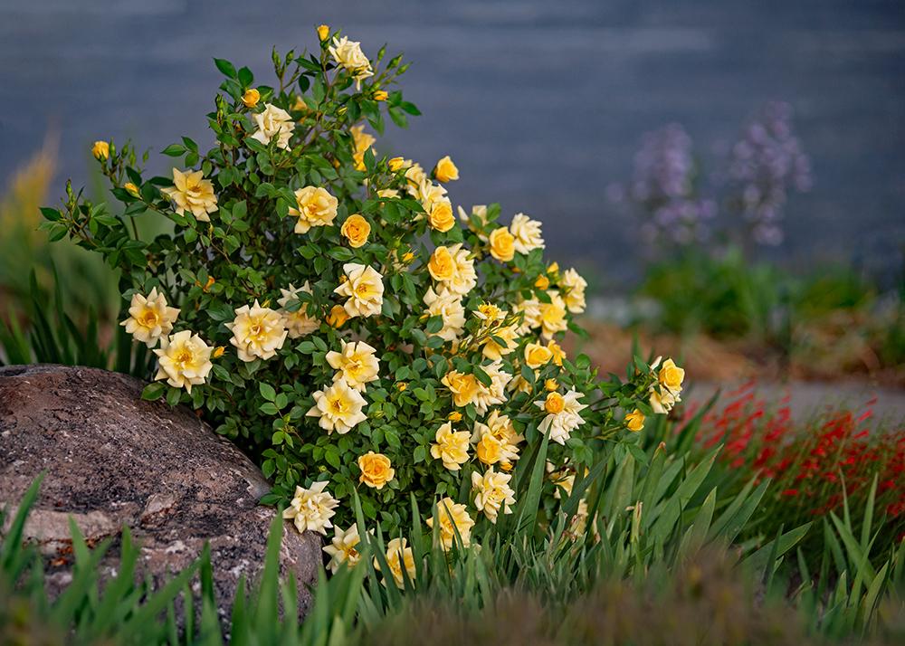 Rose (Rosa 'Rise 'n' Shine') in the Roses Database - Garden.org