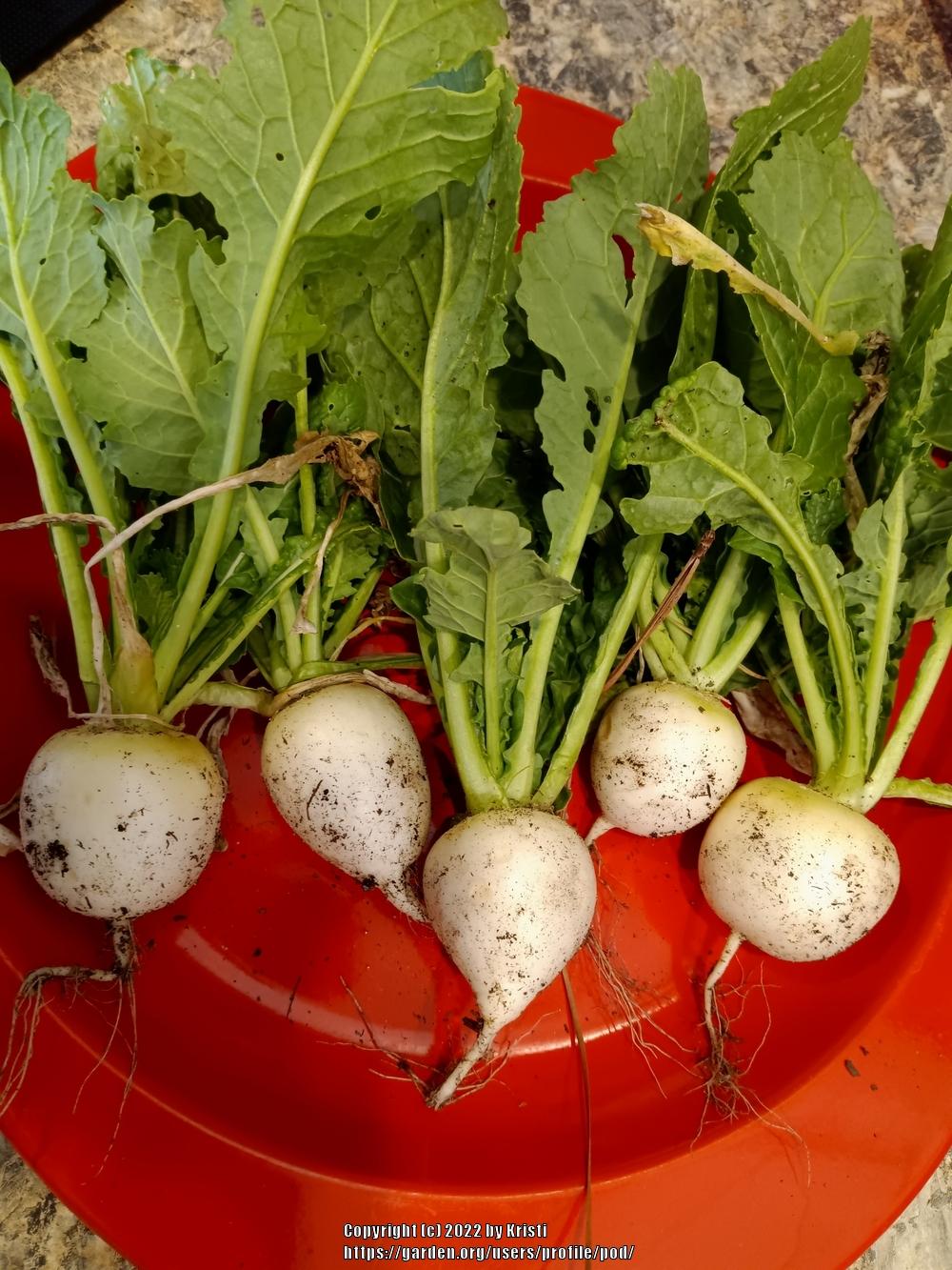 Turnip (Brassica rapa 'Hakurei') in the Brassicas Database - Garden.org