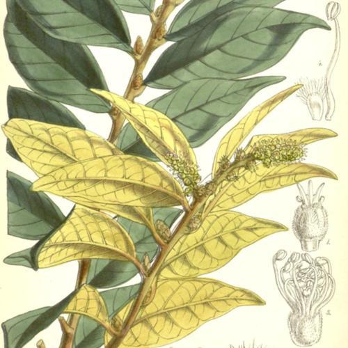 Golden Chinkapin (Chrysolepis chrysophylla) - Garden.org