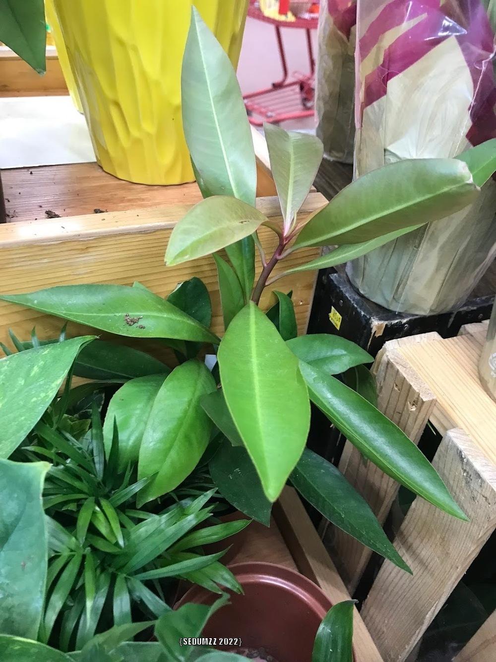 Photo of the entire plant of Coralberry (Ardisia humilis) posted by ...