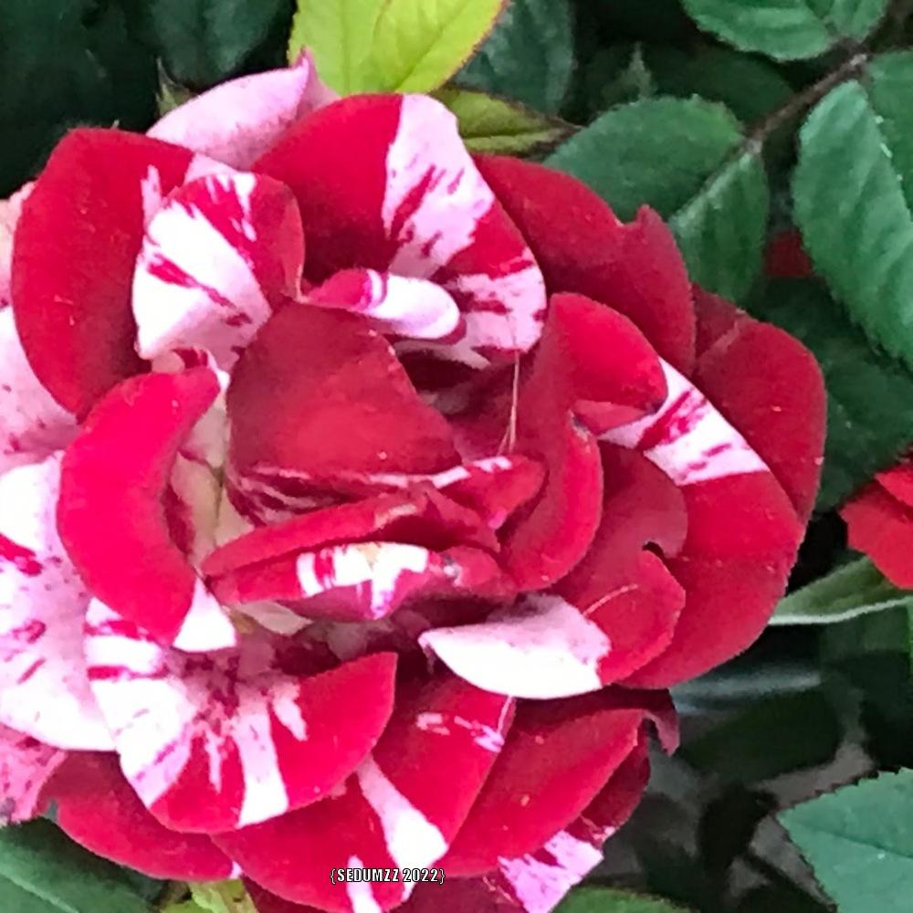 Photo of the bloom of Rose (Rosa 'Gigi') posted by sedumzz - Garden.org