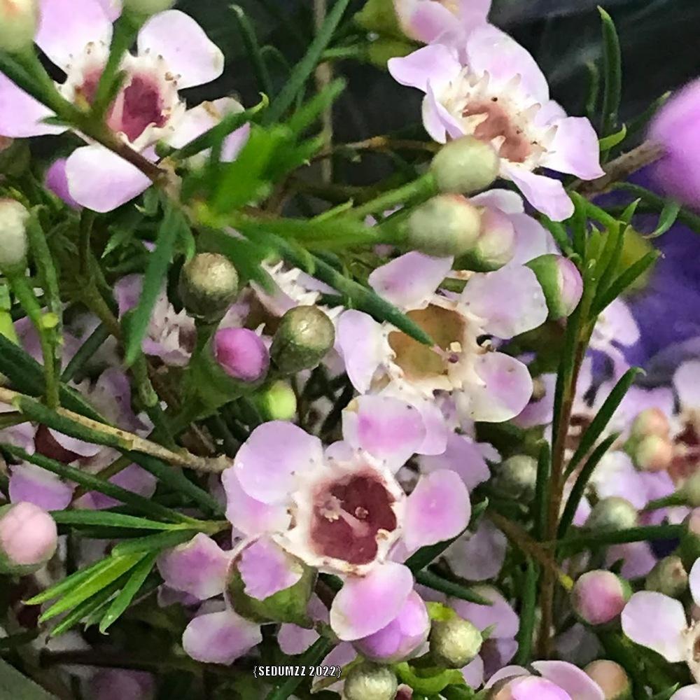 Photo of the bloom of Geraldton Waxflower (Chamelaucium uncinatum ...