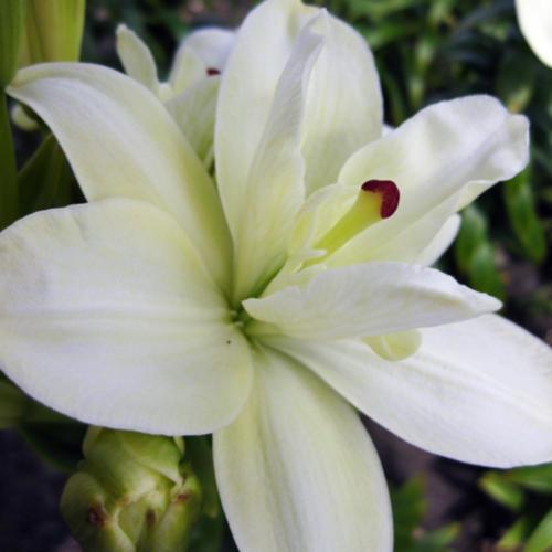 Lily (Lilium 'Little White Kiss') in the Lilies Database - Garden.org