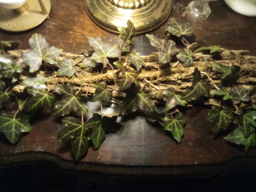 Photo of the entire plant of English Ivy (Hedera helix 'Green Ripple ...