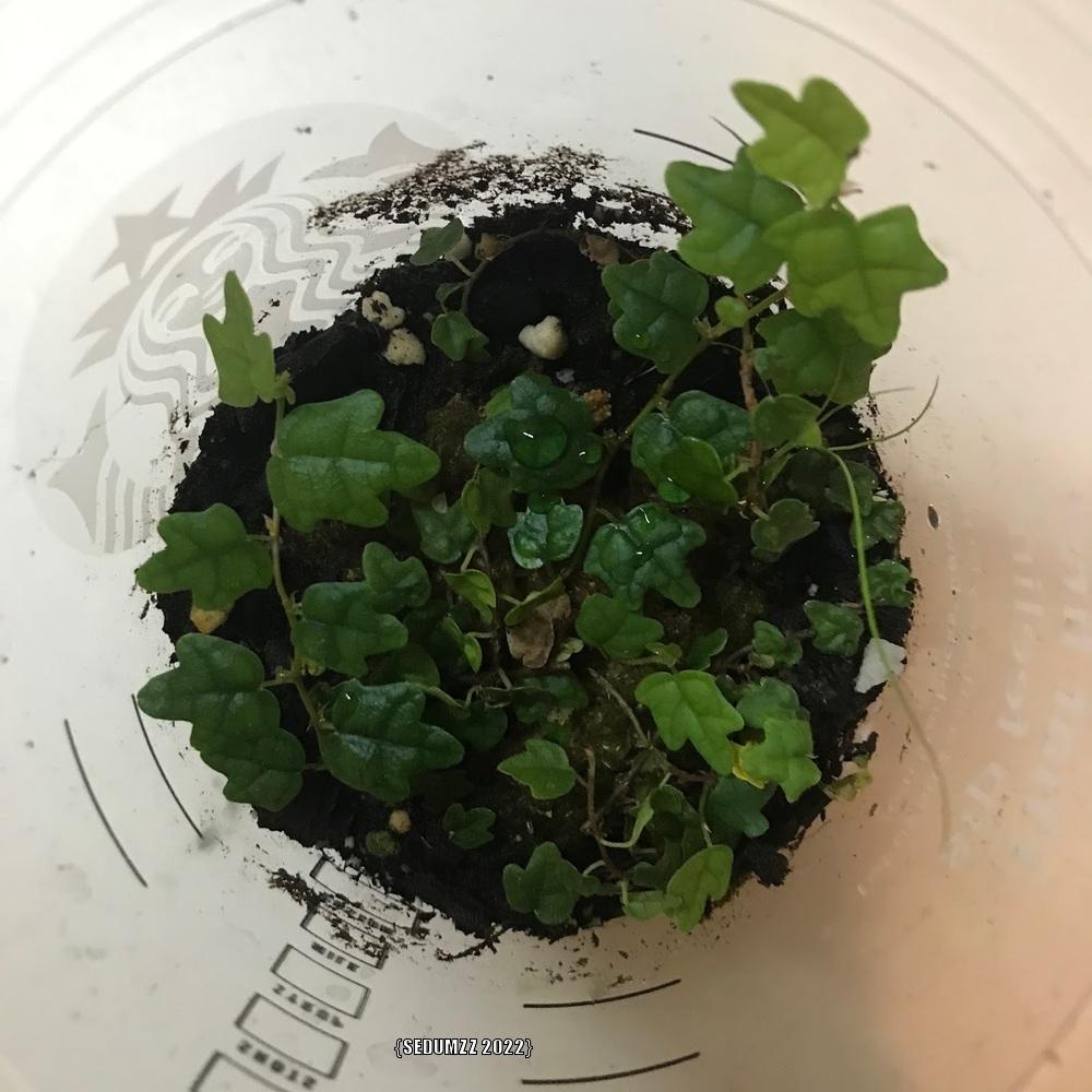 Miniature Oakleaf Fig (Ficus pumila 'Quercifolia') - Garden.org