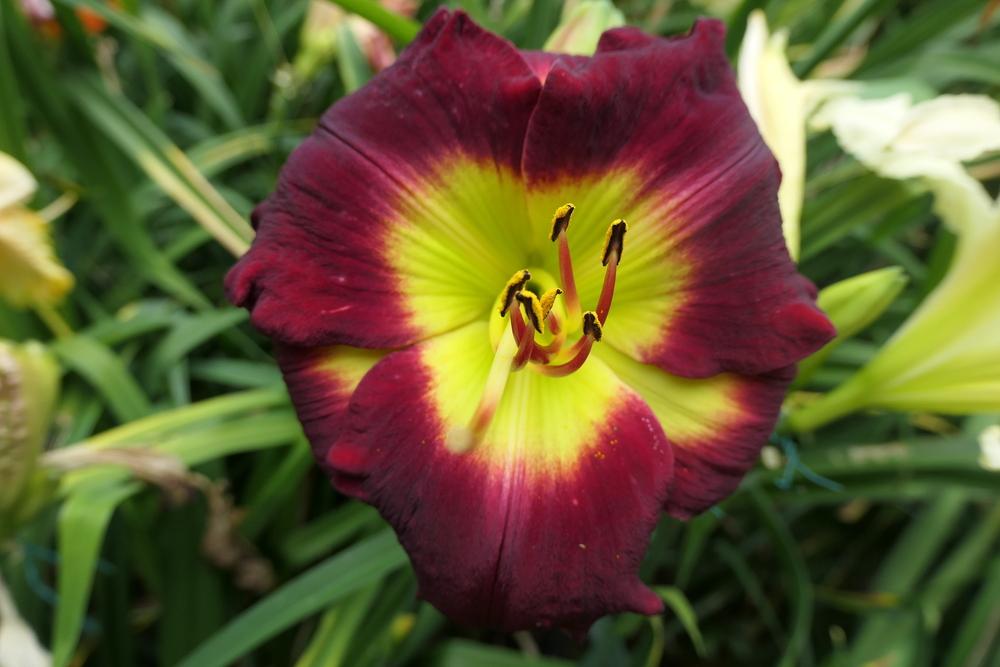 Photo of the bloom of Daylily (Hemerocallis 'Ruby and Emerald') posted ...