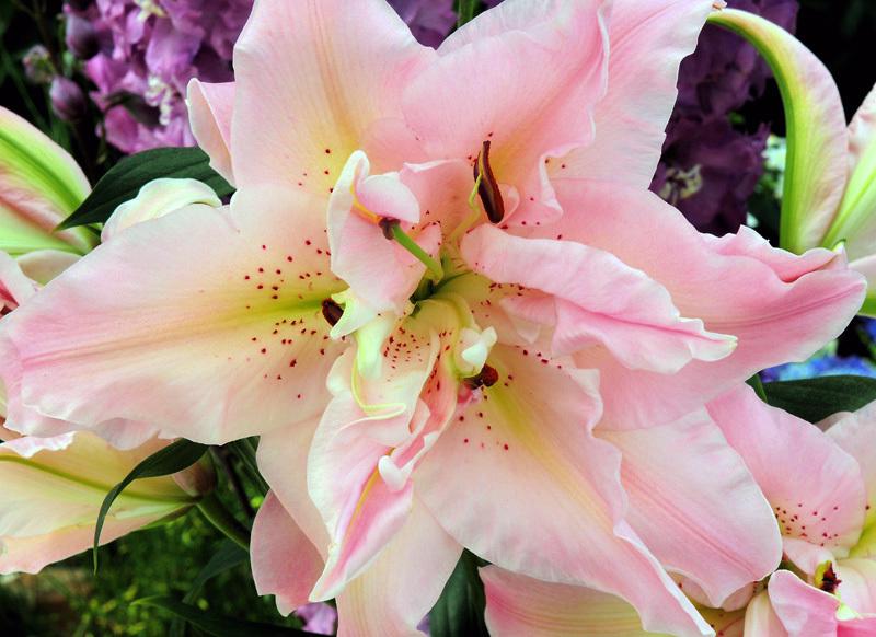 Lily (Lilium 'Lilytopia') in the Lilies Database - Garden.org