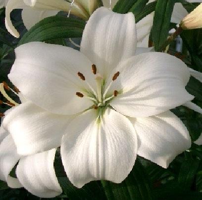 Lily (Lilium 'Snow Drift') in the Lilies Database - Garden.org
