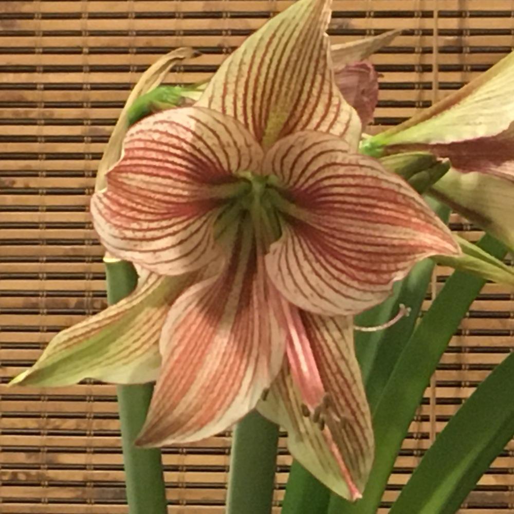 Photo of the bloom of Amaryllis (Hippeastrum 'Exotic Star') posted by ...
