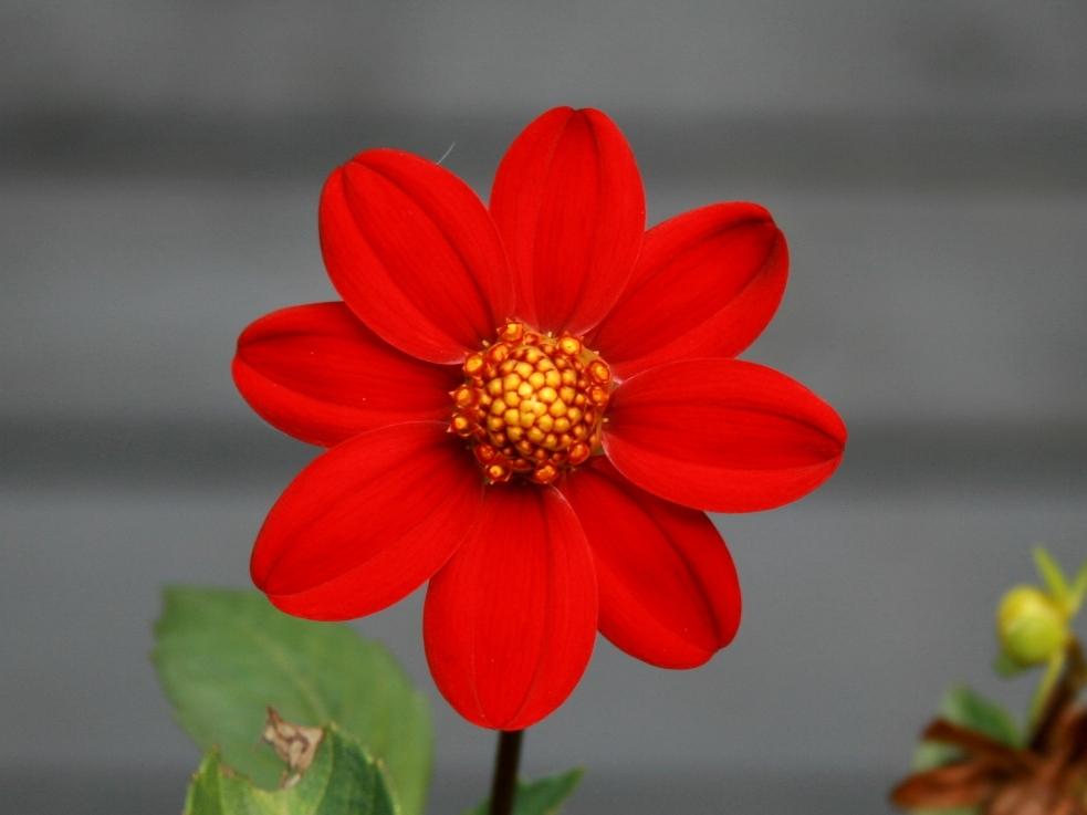 Dahlia 'Baby Red' in the Dahlias Database - Garden.org