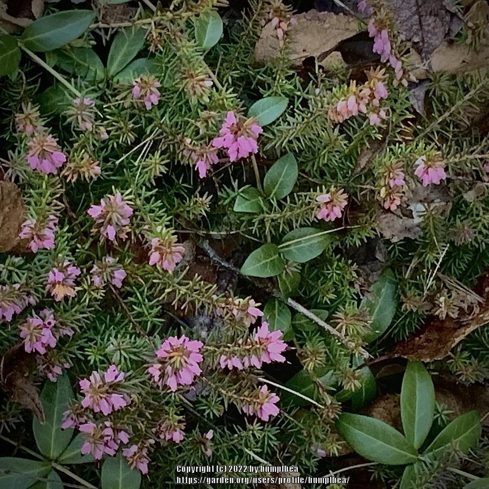 Winter Heath (Erica carnea 'Springwood Pink') - Garden.org