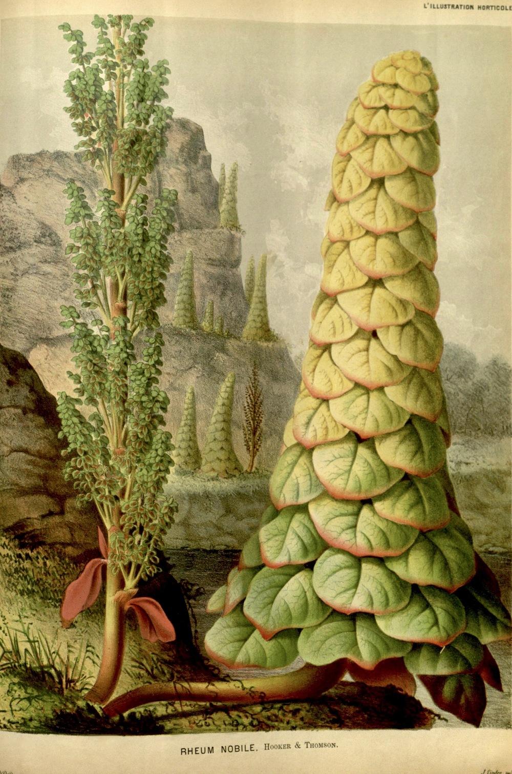 Photo of the documentation of Noble Rhubarb (Rheum nobile) posted by ...