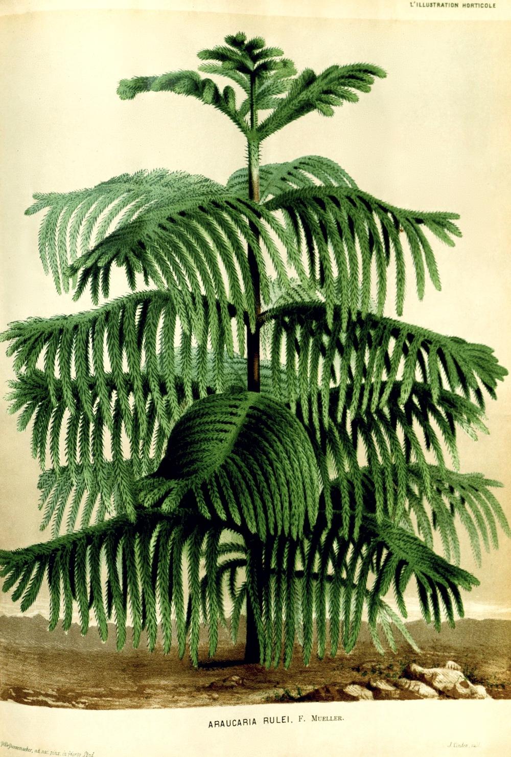 Photo of the documentation of Rule Araucaria (Araucaria rulei) posted ...