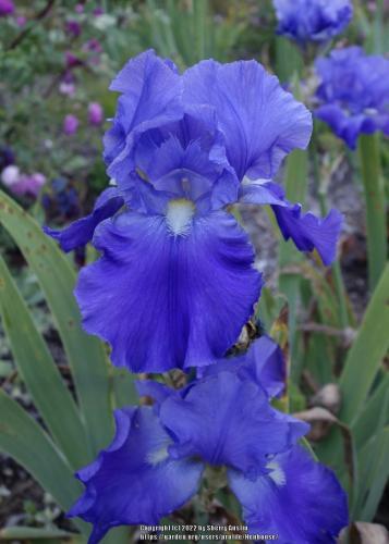 Navy blue iris, true blue iris? in the Irises forum - Garden.org